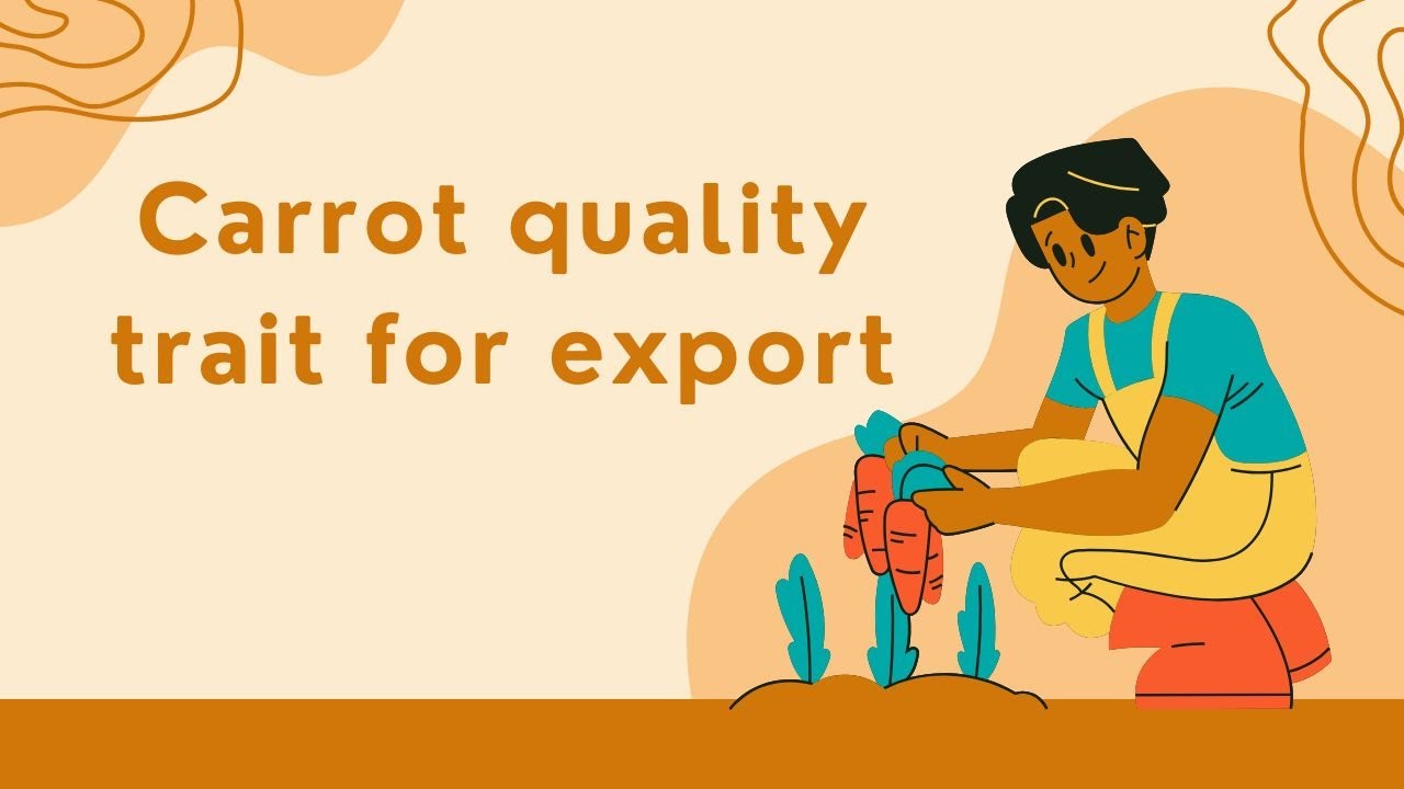 Carrot Quality Traits for Export | Key Factors for High-Grade Carrots ...