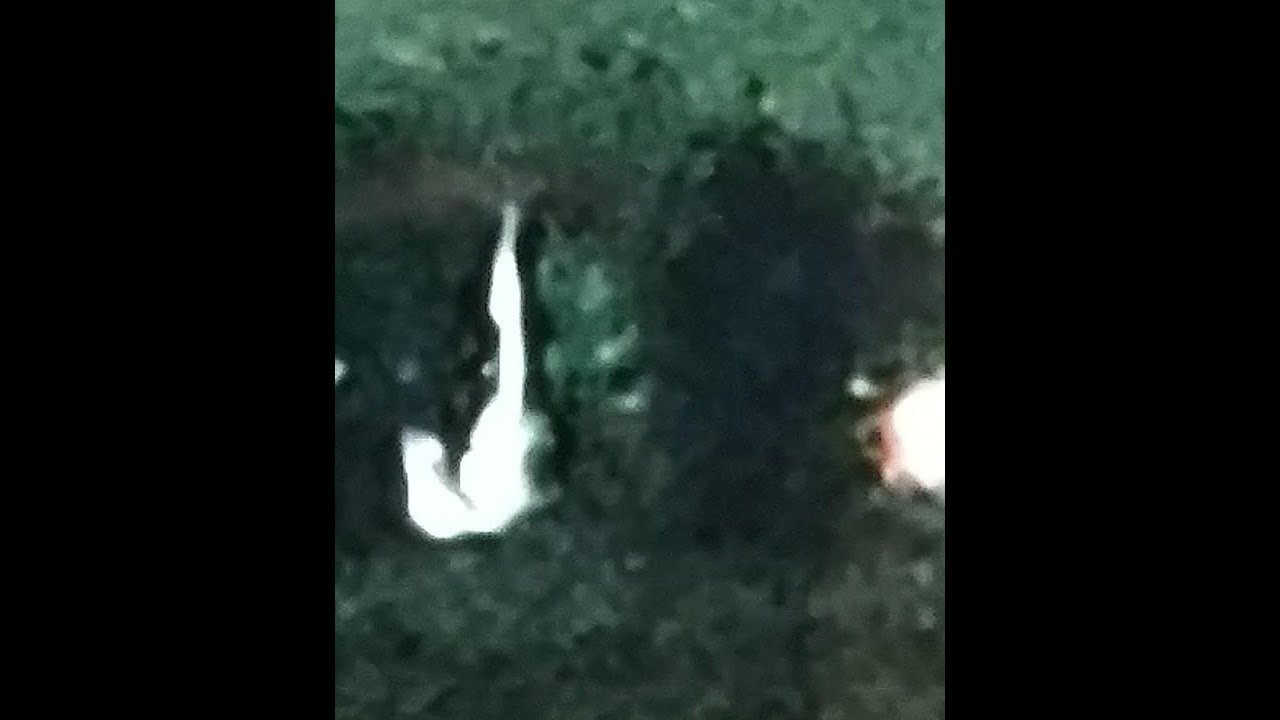 The Modern Worship Of Moloch - YouTube