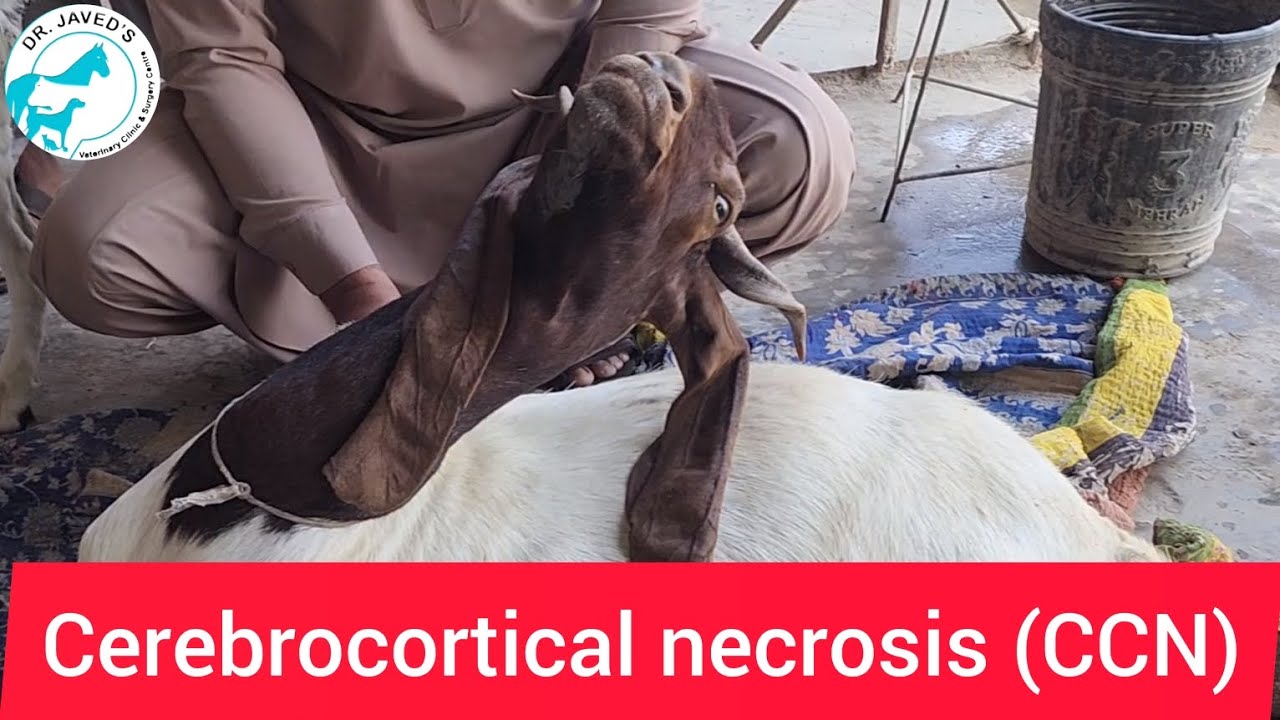 Partial paralysis|Cerebrocortical necrosis diagnosis and treatment in ...