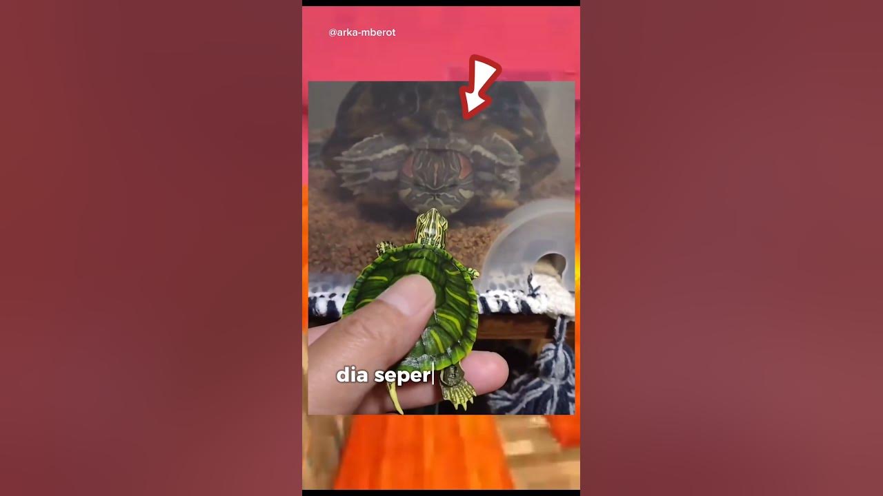 Kura kura lucu - YouTube