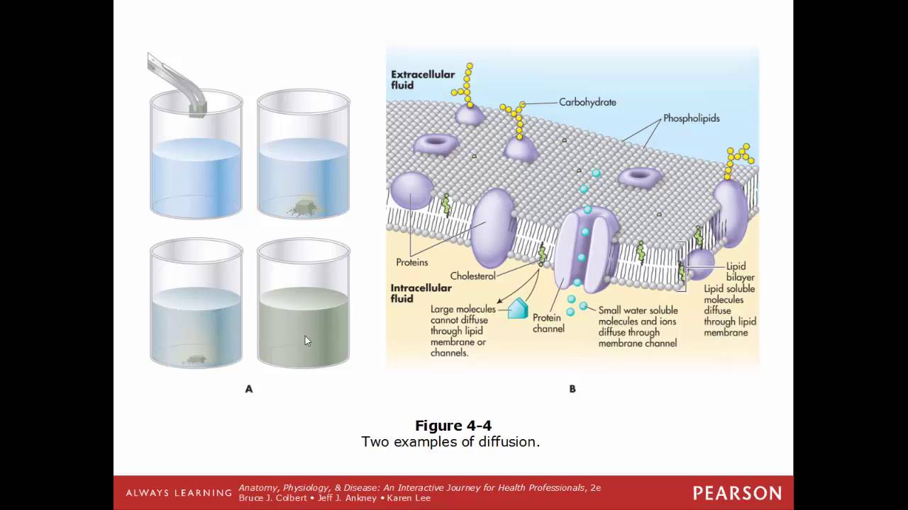 The Cells: The Raw Materials and Building Blocks - YouTube