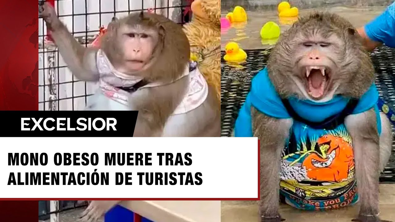 Monito con obesidad mórbida muere tras ser alimentado por turistas con ...