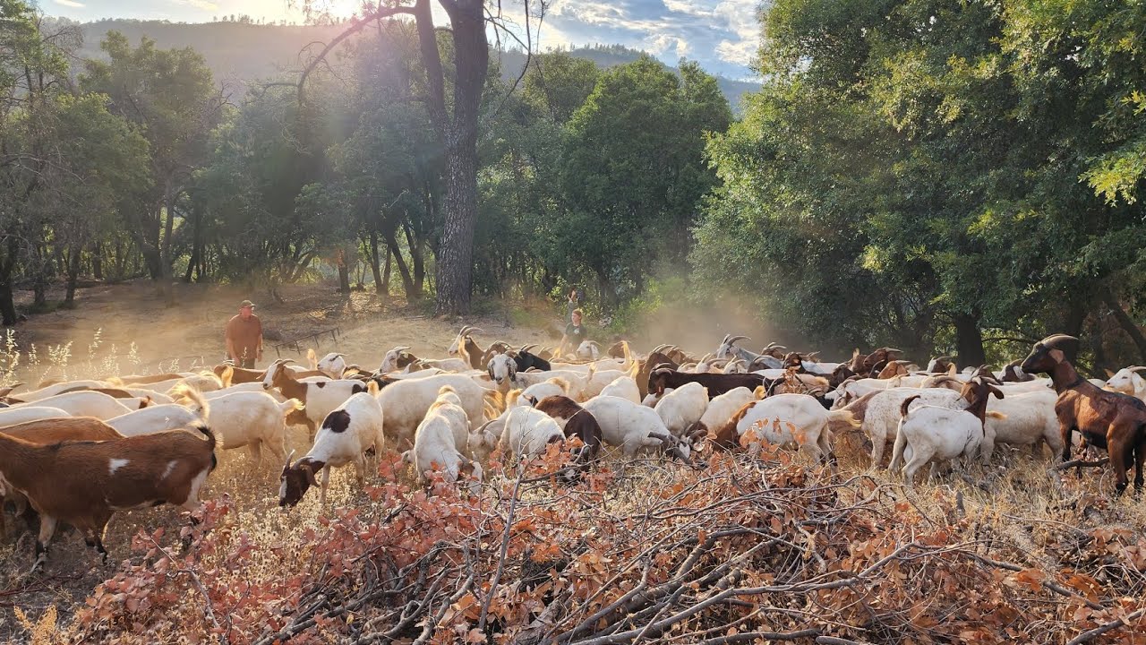 moving goats through the canyon in Forest Ranch northern California # ...