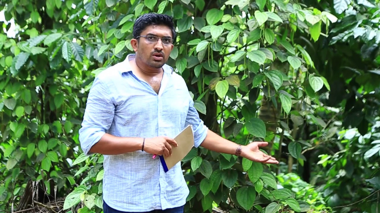 Use of Arka Microbial Consortium (AMC) In Black Pepper, A success story ...