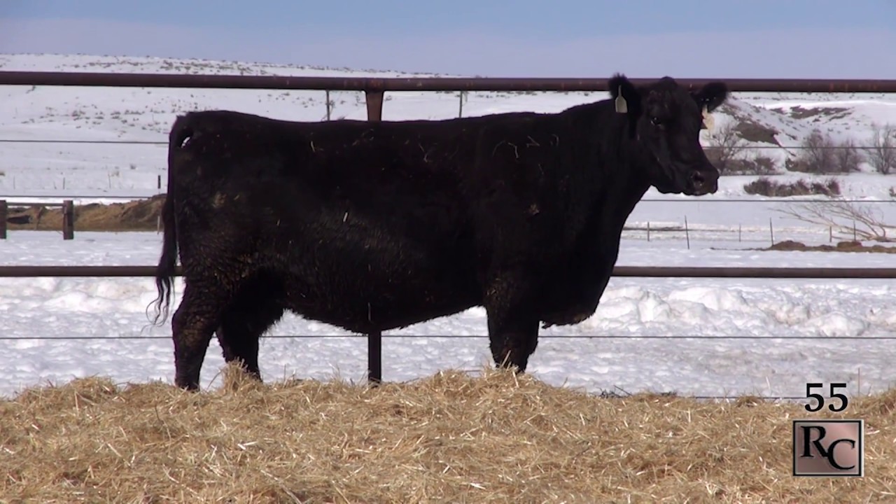 Lot 55 YouTube lot-55-youtube