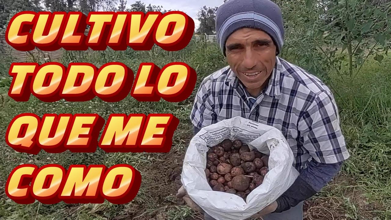 SIEMBRO Y COMO DE TODO, mira algunas increíbles COSECHAS 2024 - YouTube