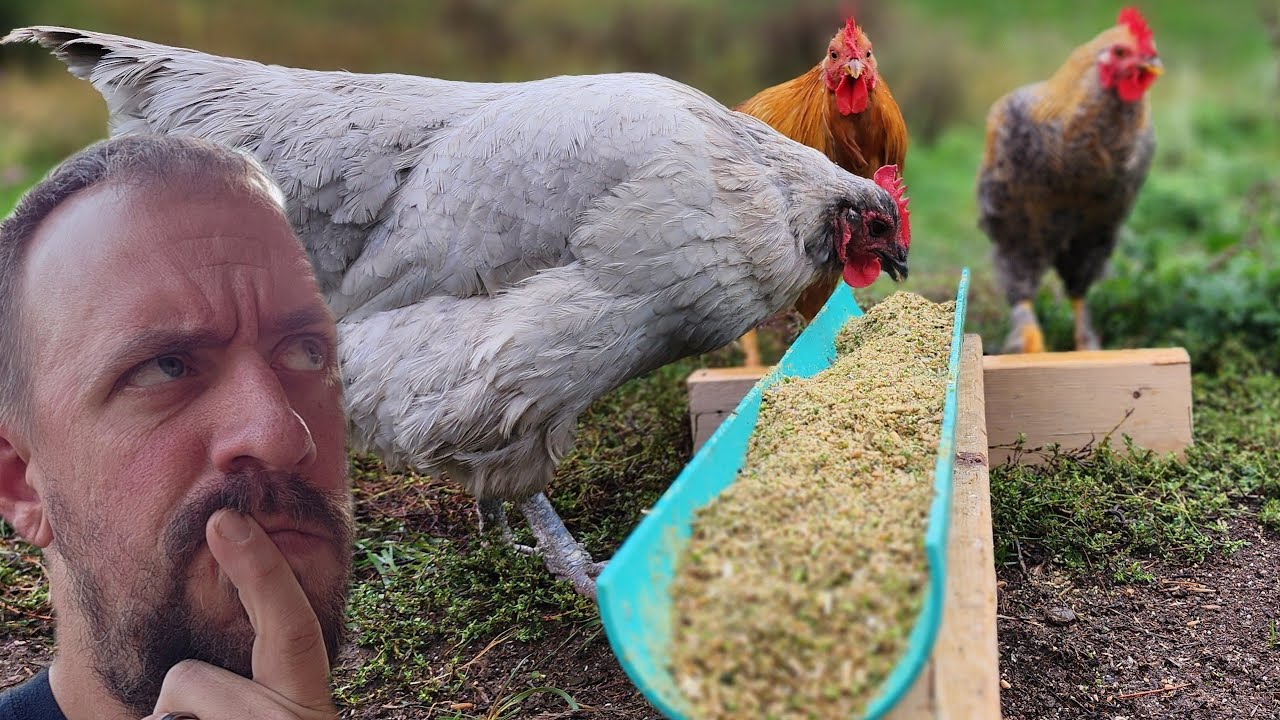 Quick way to identify Hen or rooster? - YouTube