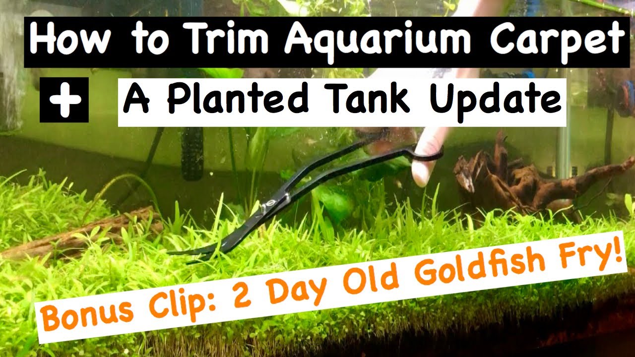 How to Trim Aquarium Carpet + Planted Tank Update & 2 Day Old Goldfish ...
