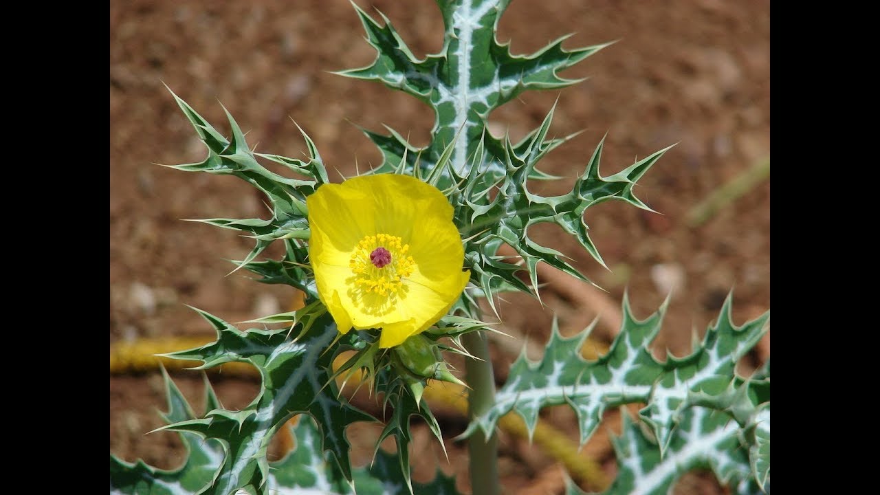 Precauciones con el chicalote - YouTube