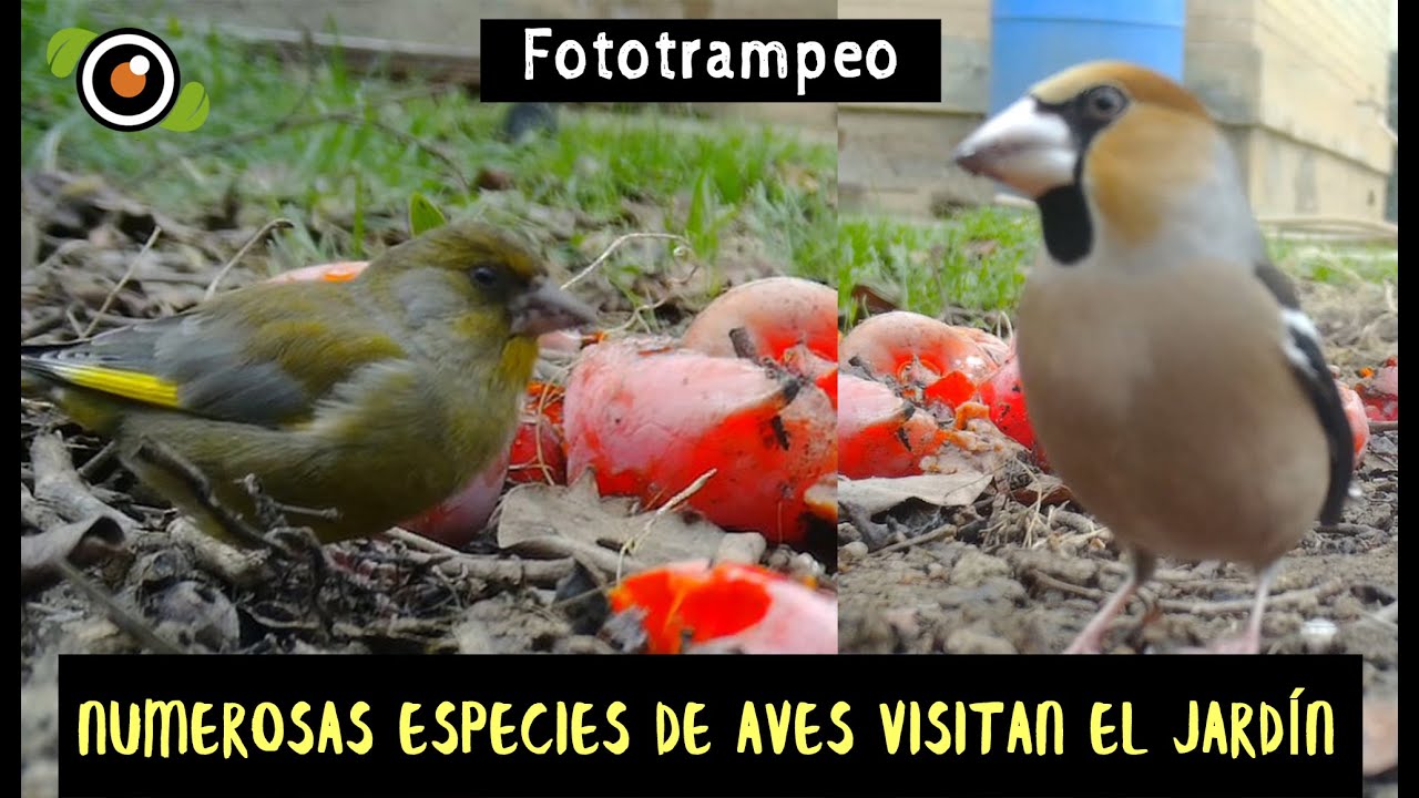 ¿CUÁLES SON? Numerosas especies de aves (pájaros) acuden a comer Caquis ...