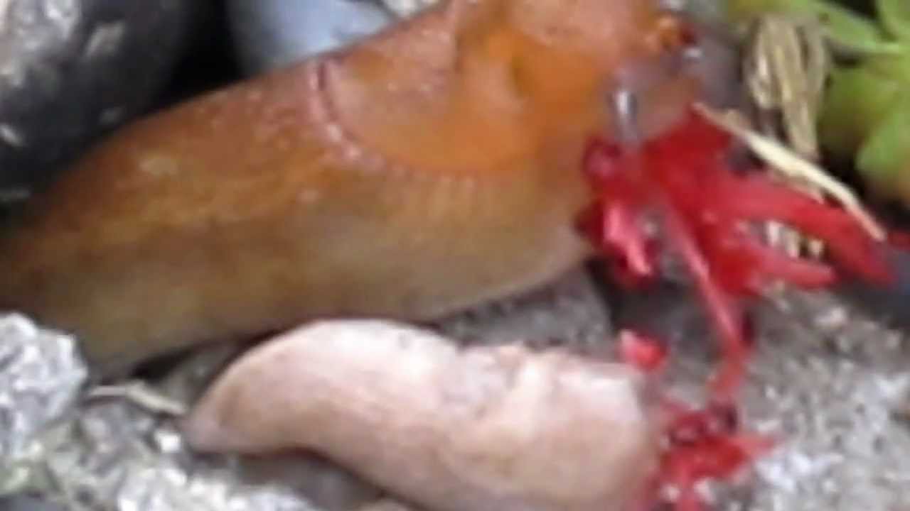 Slug eating a piece of chicken Part 1 - YouTube