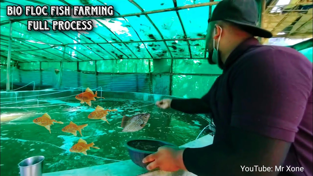 Bio - Floc FISH farming | Full process| Max Vlogs - YouTube