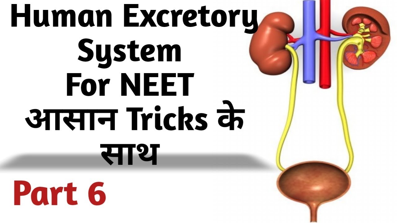 Excretory Products And Their Elimination Class 11 Biology Human excretory-products-and-their-elimination-class-11-biology-human