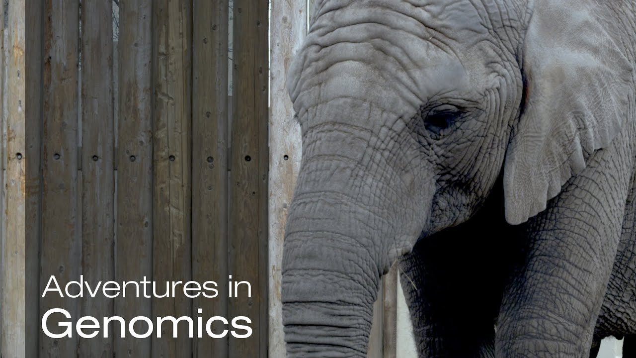 The Elephant in the Room: The Curious Case of the Elephant Superpower ...