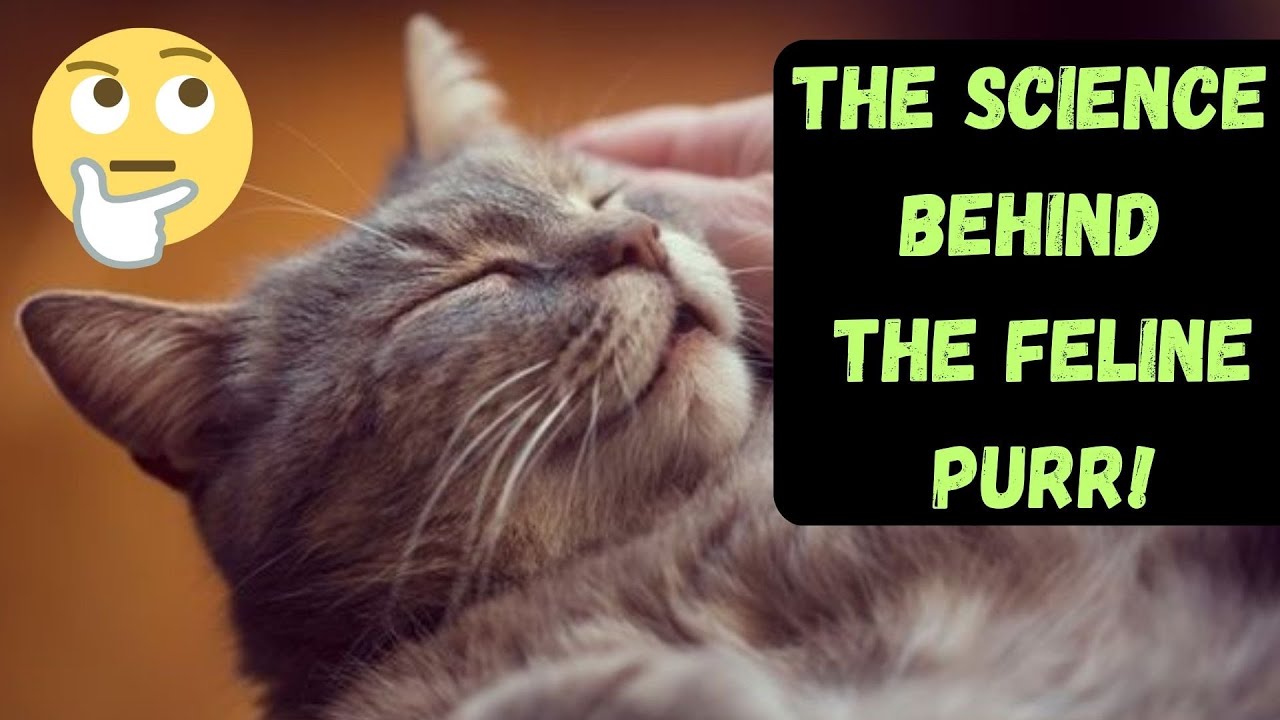 Why Cats Make A Purring Sound (And How It Happens) - YouTube