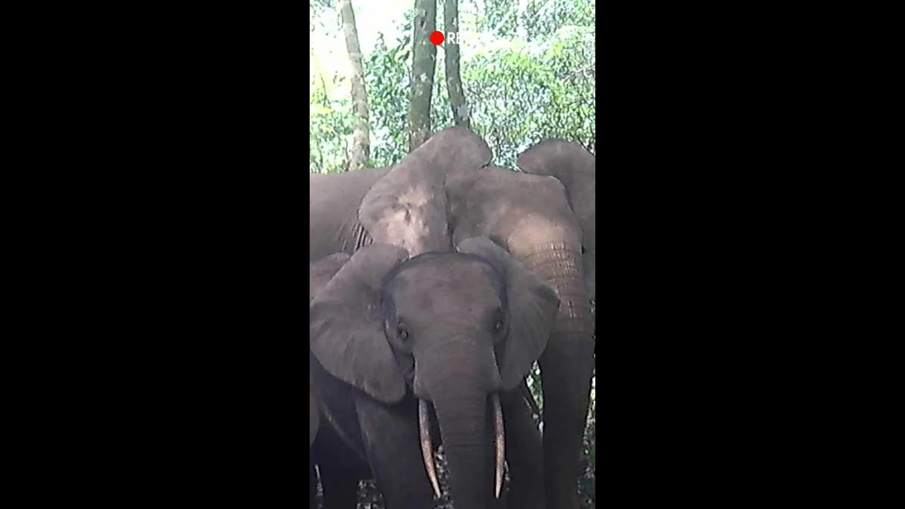 Elephants caught on camera trap - YouTube