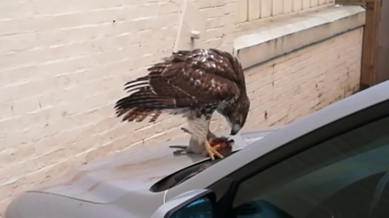 Hawk Eating Rat on Hood of Car in Downtown Baltimore - YouTube