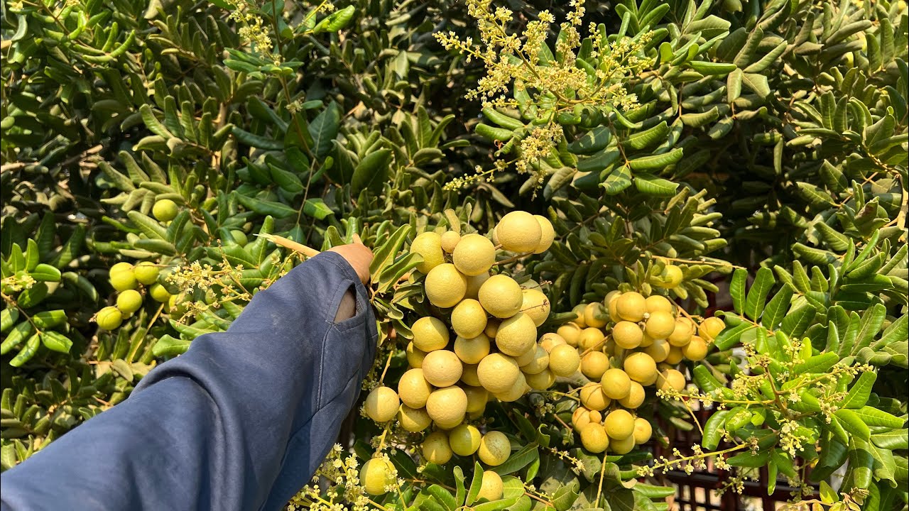 Logan fruit tree in front of my house #video #nature - YouTube
