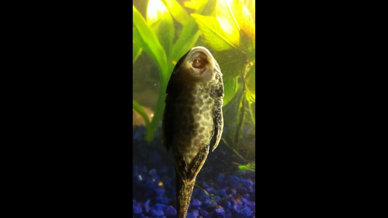 Laughing Fish - YouTube