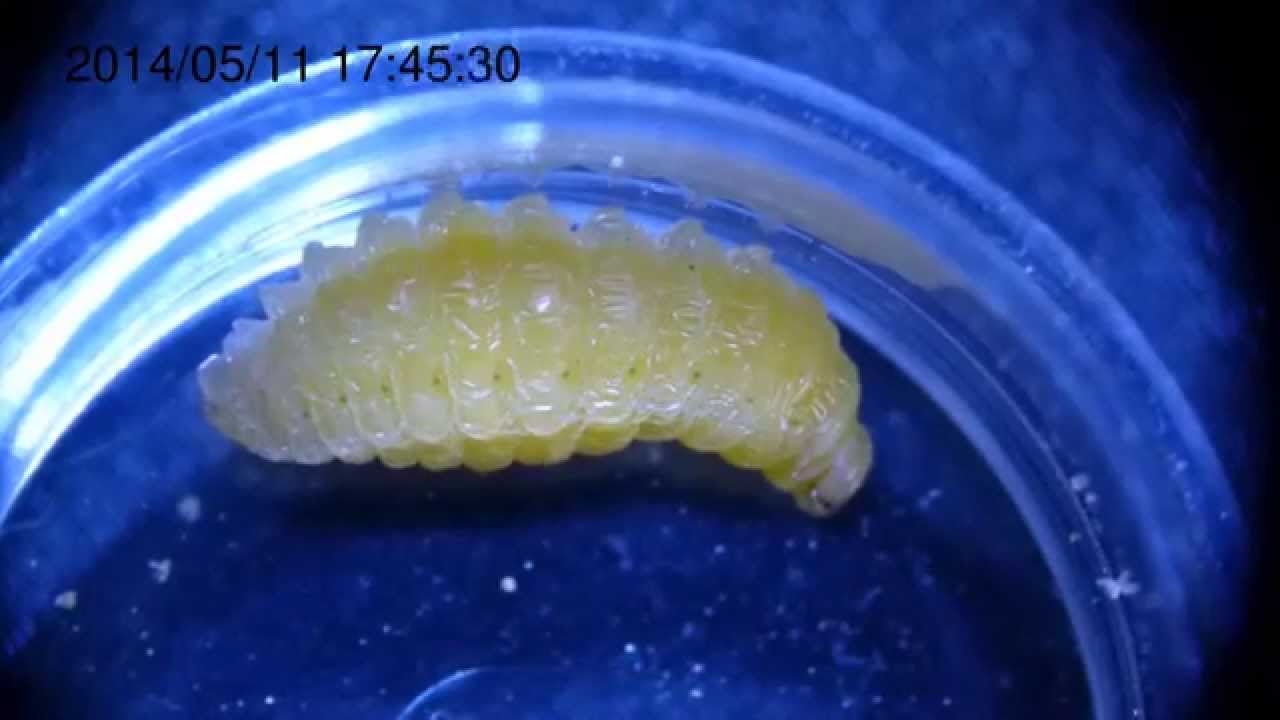 Prepupa of Oreumenes Potter Wasp Preparing to Molt スズバチ前蛹の蠕動#2【微速度撮影 ...