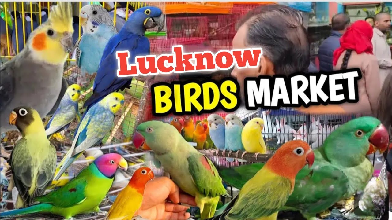 Lucknow bird market/lucknow chidiya bazaar /nakhas sanday markit - YouTube