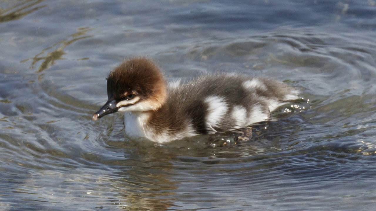 Common Meganser ducklings, Ambleside 2019 - YouTube