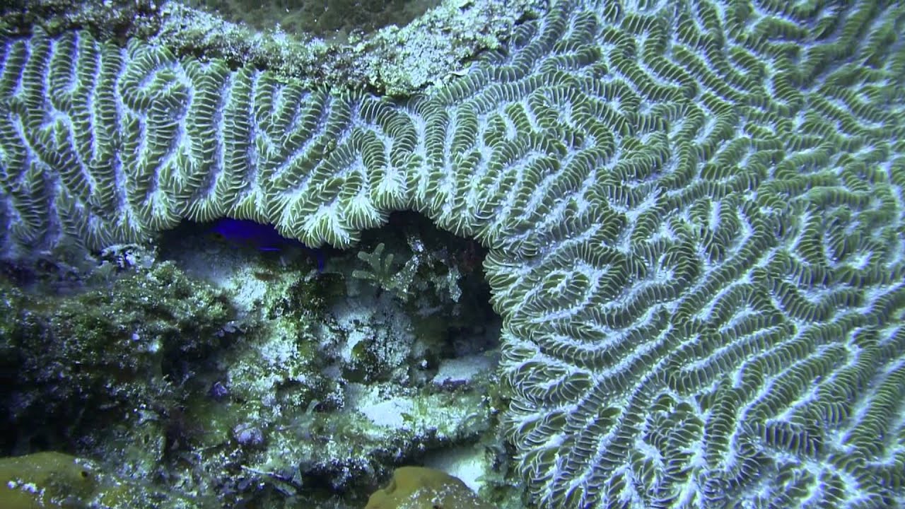 Cherubfish, Cozumel - YouTube