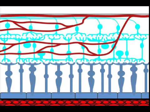Retinal Blood Supply - YouTube