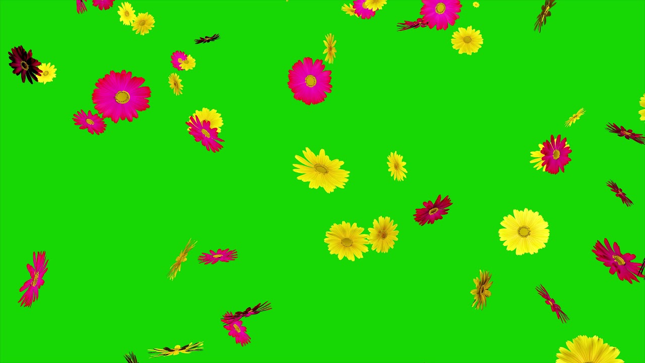 4K Falling Flower Green Screen BG - YouTube
