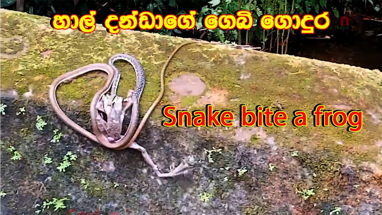 snake attack to frog - YouTube