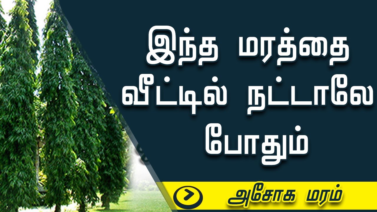 இந்த மரத்தை வீட்டில் நட்டாலே போதும் ; குழந்தை பாக்கியம் நிச்சயம் | அசோக ...