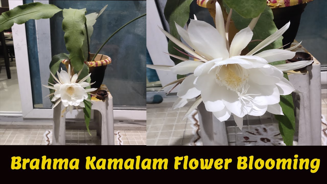 Brahma Kamalam Flower Blooming - YouTube
