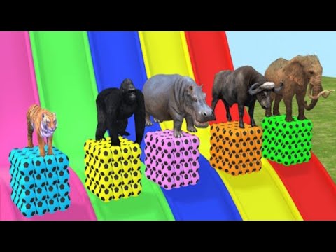 Animal function game for kids video || aztv2.0