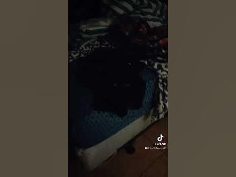 Catnip overload - YouTube