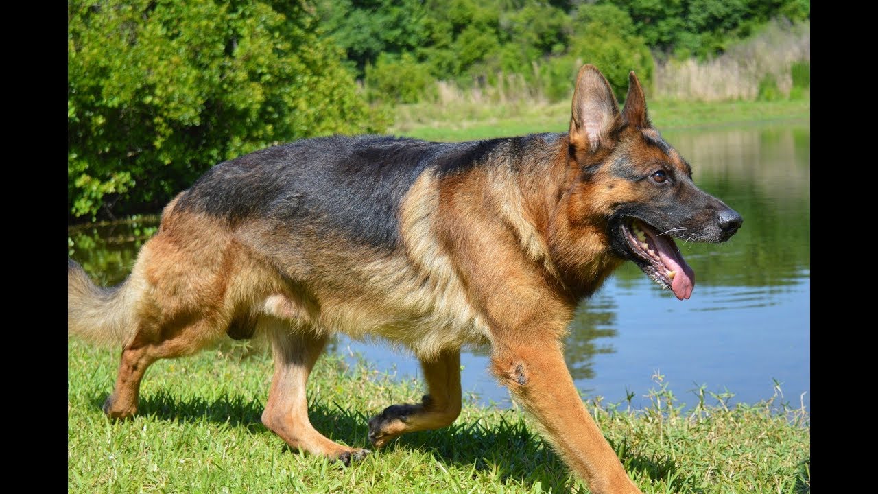 Pack Of German Shepherd Dogs Running Free! - YouTube