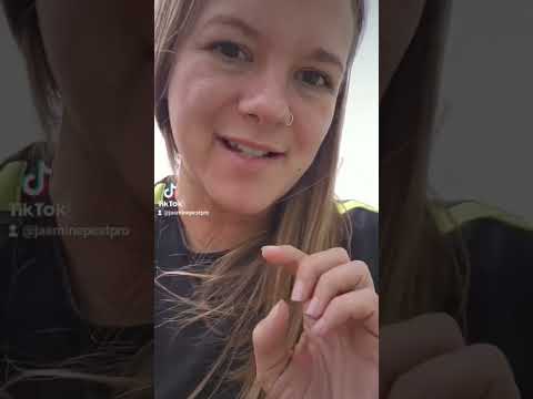 Where Do Box Elder Beetles Come From