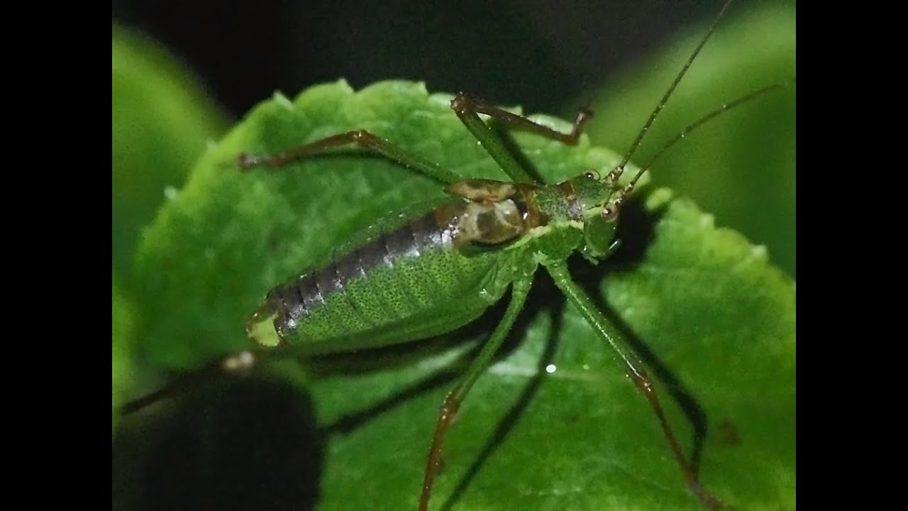Common Speckled Bush-cricket Leptophyes punctatissima, male, calling ...