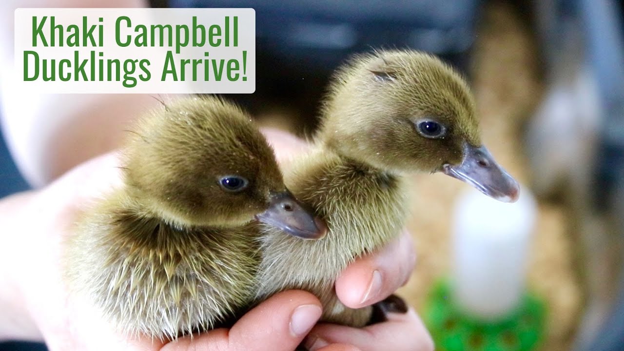 Khaki Campbell Ducklings