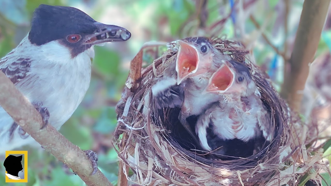 UNIK CARA INDUK BURUNG MENYUSUN BUAH DI MULUT | ANAK BULBUL MAKAN BUAH ...