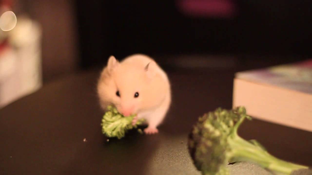 ~Cute Hamsters Doing Funny Things Compilation 2013~ **MUST WATCH ...