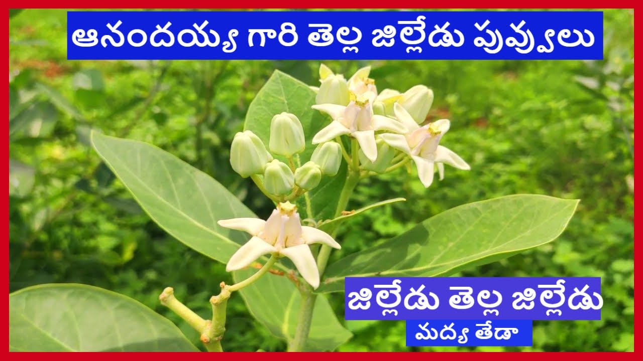 జిల్లేడు తెల్ల జిల్లేడు మద్య తేడా గుర్తు పట్టి తెచ్చుకోండి || tella ...