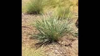 Carmichael Demonstration Garden