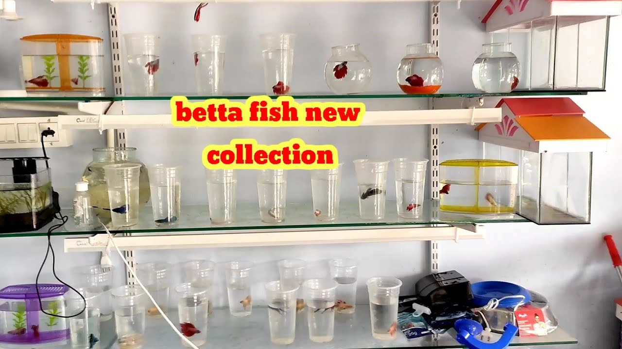 un boxing new betta collection & most female bettas death 🥺why???#fish ...