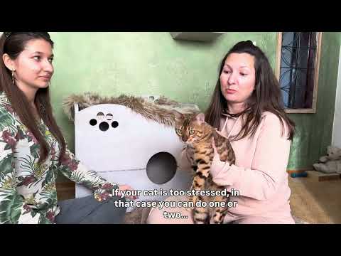 Learn the easiest way to trim your Bengal cat’s claws—watch till the end for the simple tricks