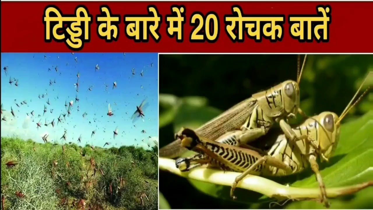 टिड्डी के बारे में 20 रोचक बातें || 20 Interesting Facts About Locust ...