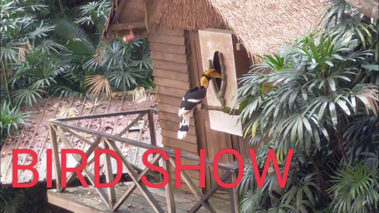 BIRD SHOW , ANG GALING! - YouTube