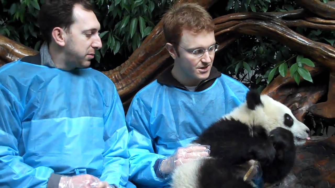 Holding a Baby Panda - YouTube