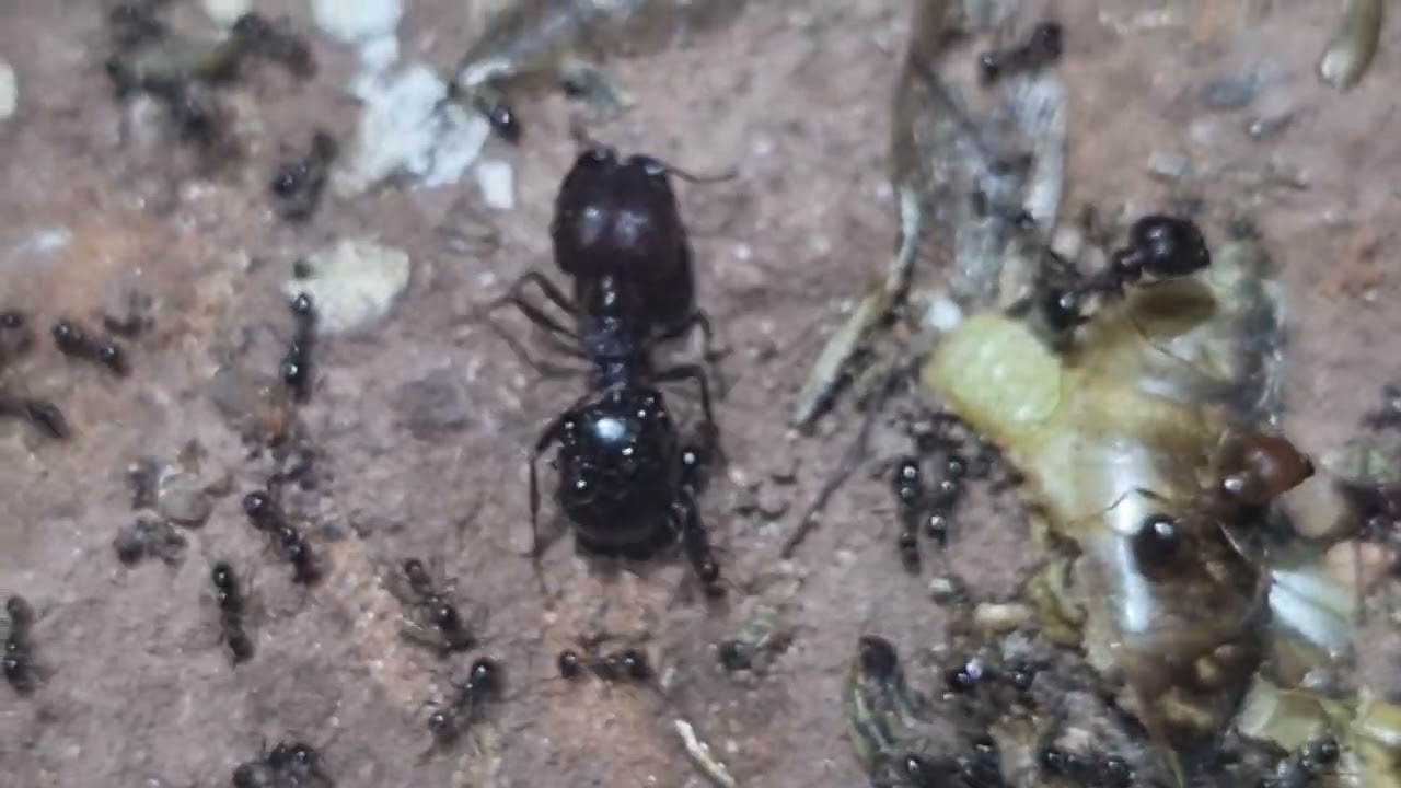 Carebara diversa ants swarm devouring cockroaches - YouTube