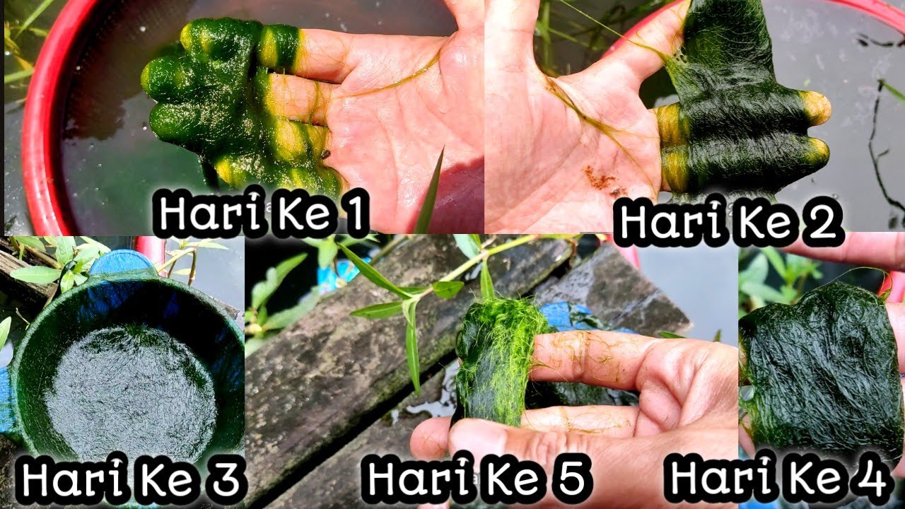 Cara Membuat Lumut Halus Menjadi Kasar Dan Mengawetkan Lumut Untuk ...