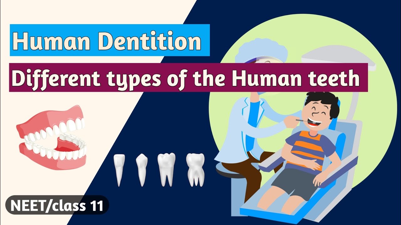 Human Dentition| Different types of Human Teeth|#neet | #class11 ...